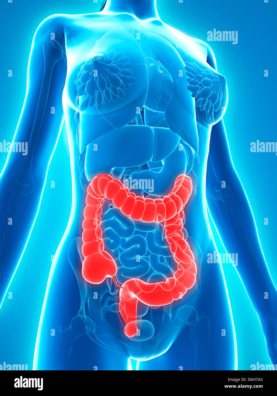 Female Large Intestine High Resolution Stock Photography and Images - Alamy