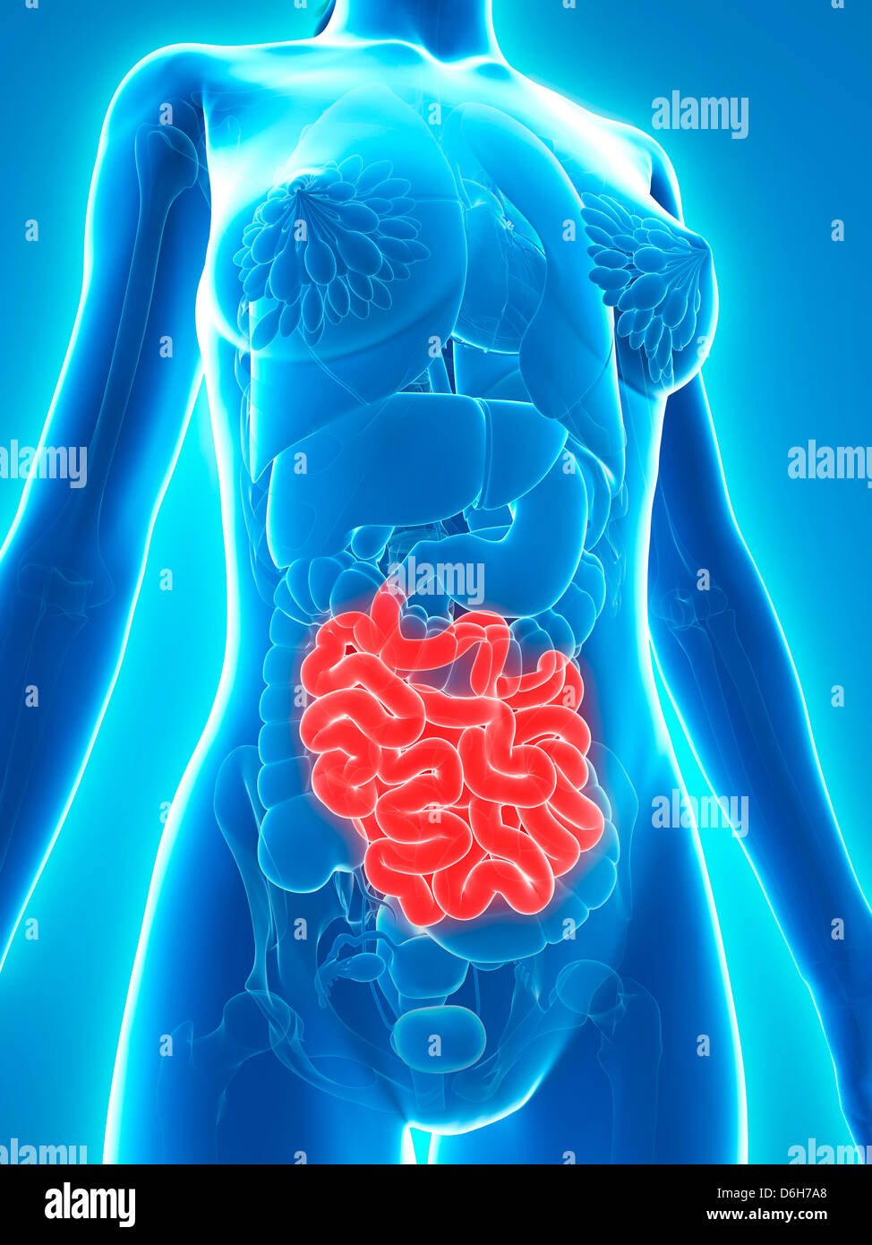 Healthy small intestine, artwork Stock Photo - Alamy