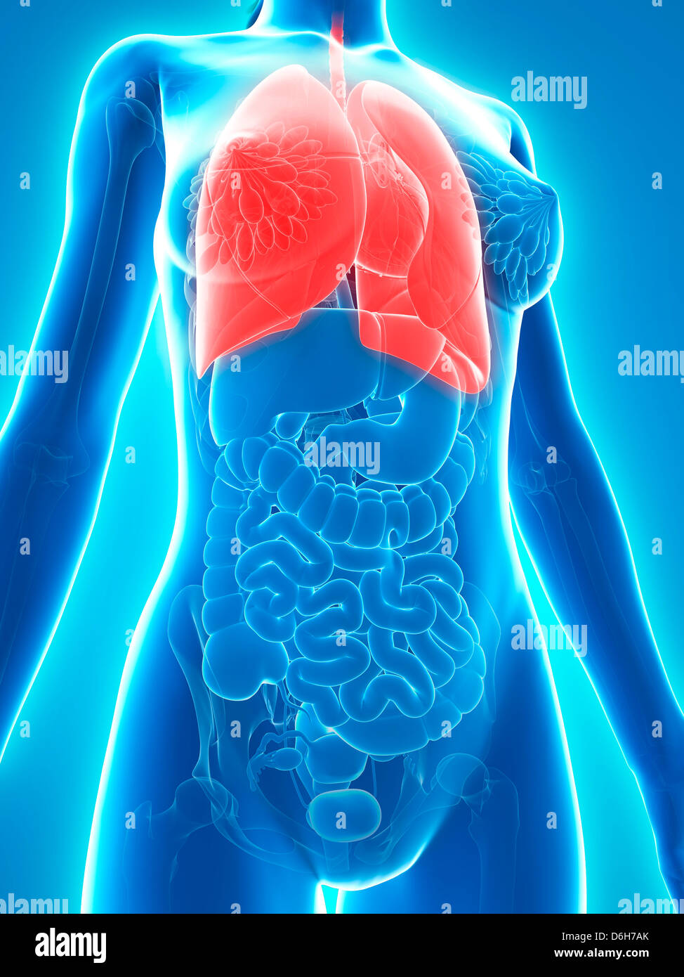 Healthy lungs, artwork Stock Photo - Alamy