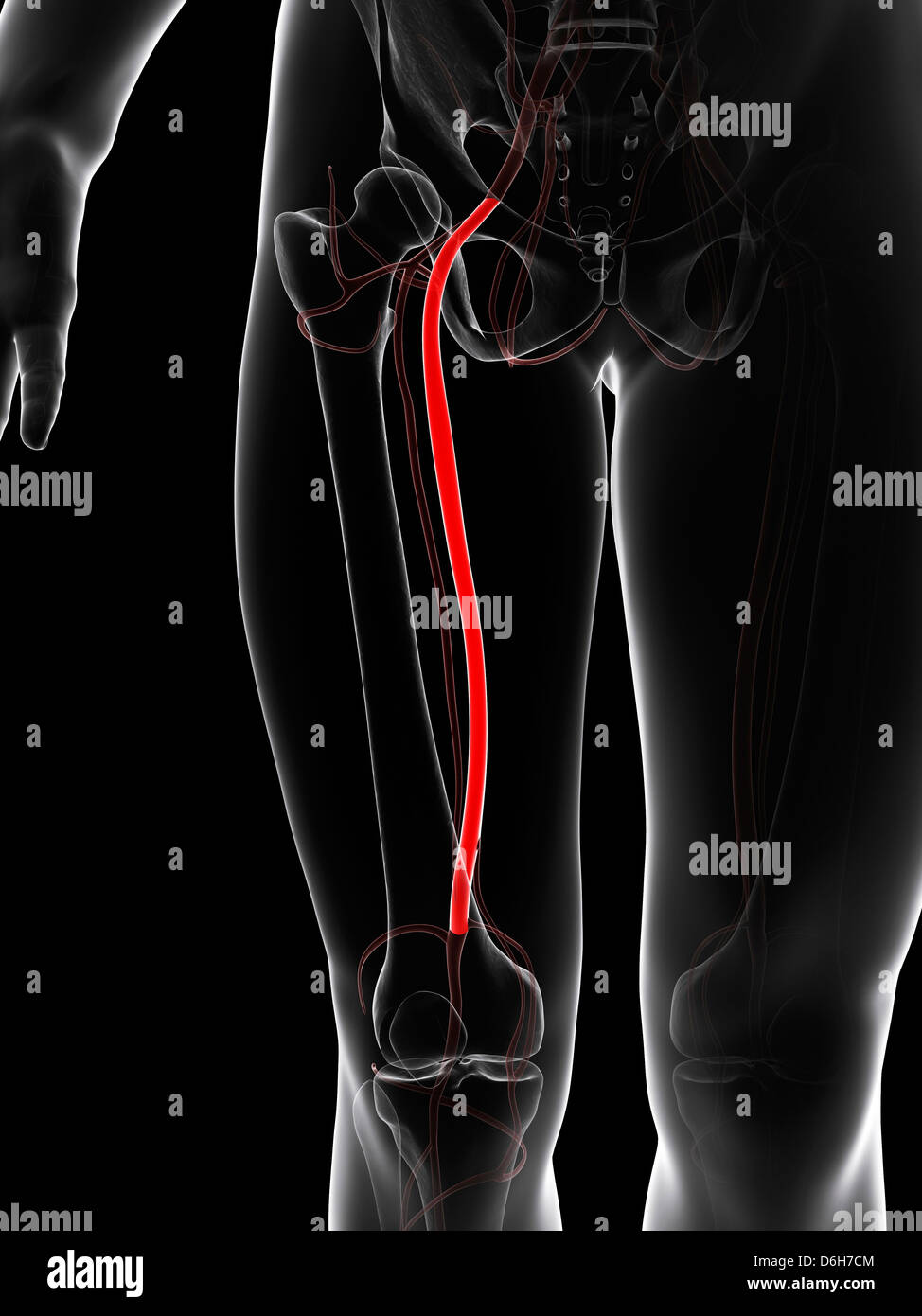 Femoral artery hi-res stock photography and images - Alamy