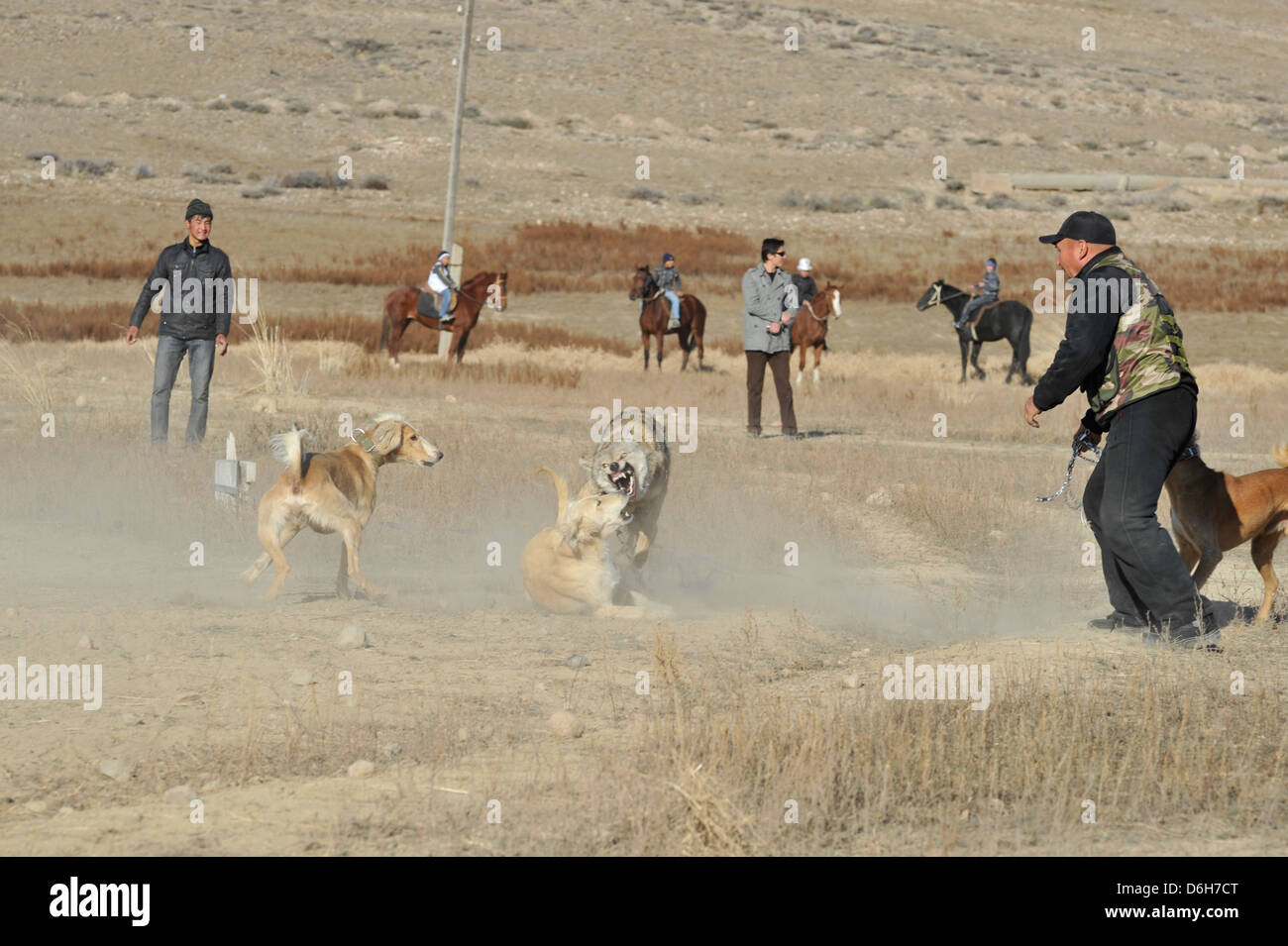 Fighting dog hi-res stock photography and images - Alamy