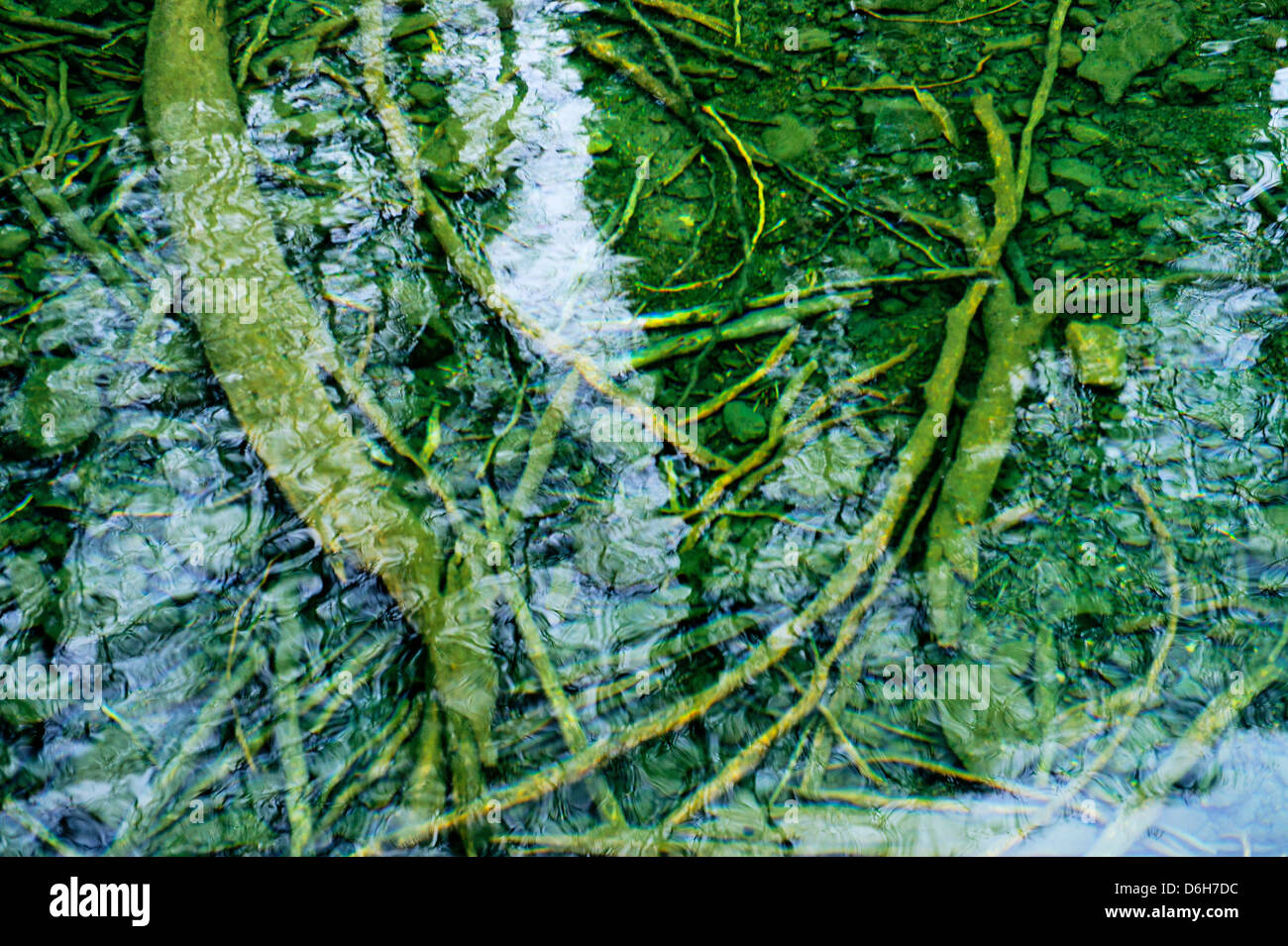 Tree branches underwater Stock Photo - Alamy