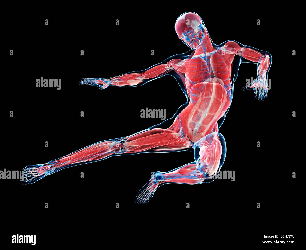 Male musculature, artwork Stock Photo - Alamy