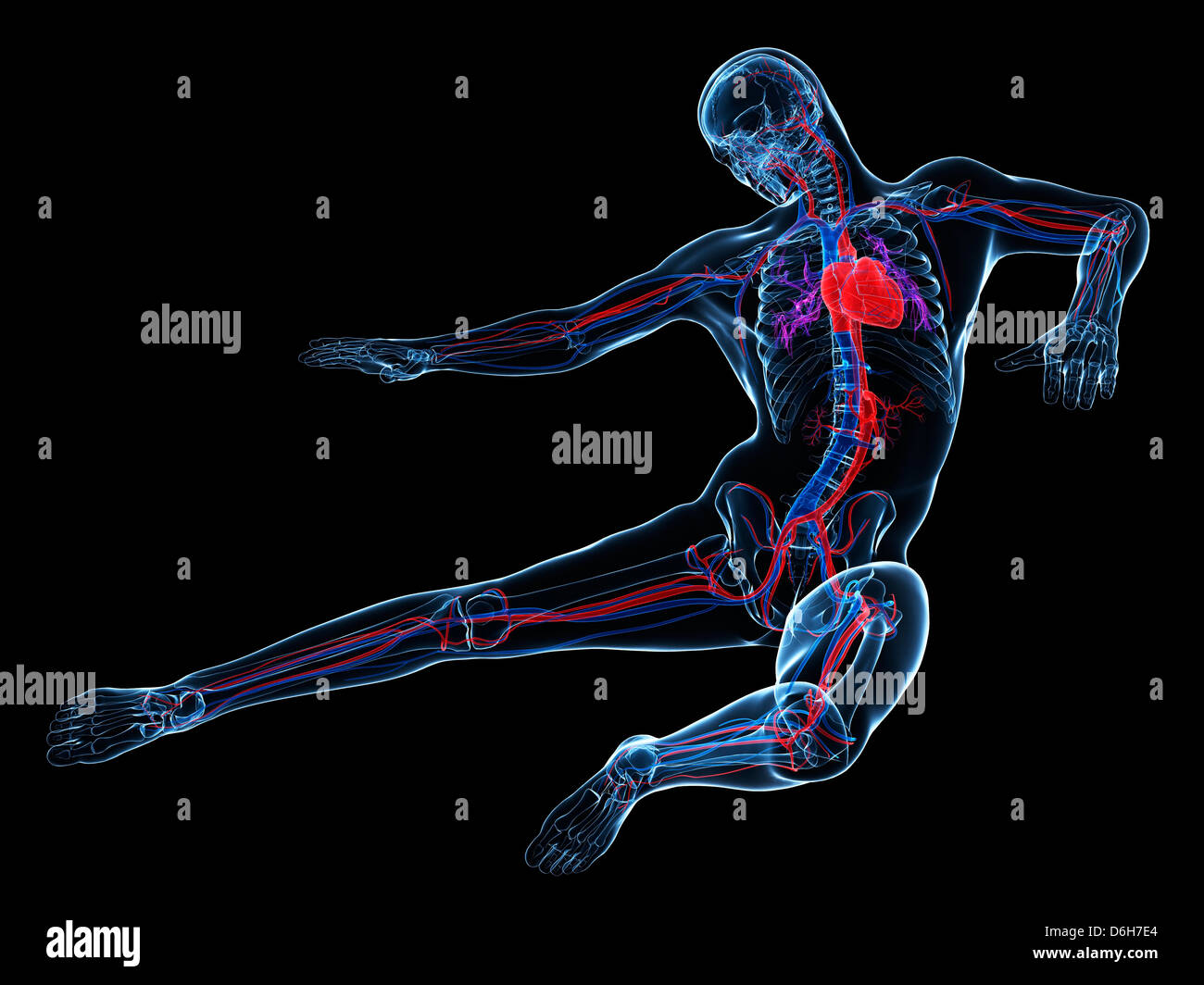 Male cardiovascular system, artwork Stock Photo - Alamy