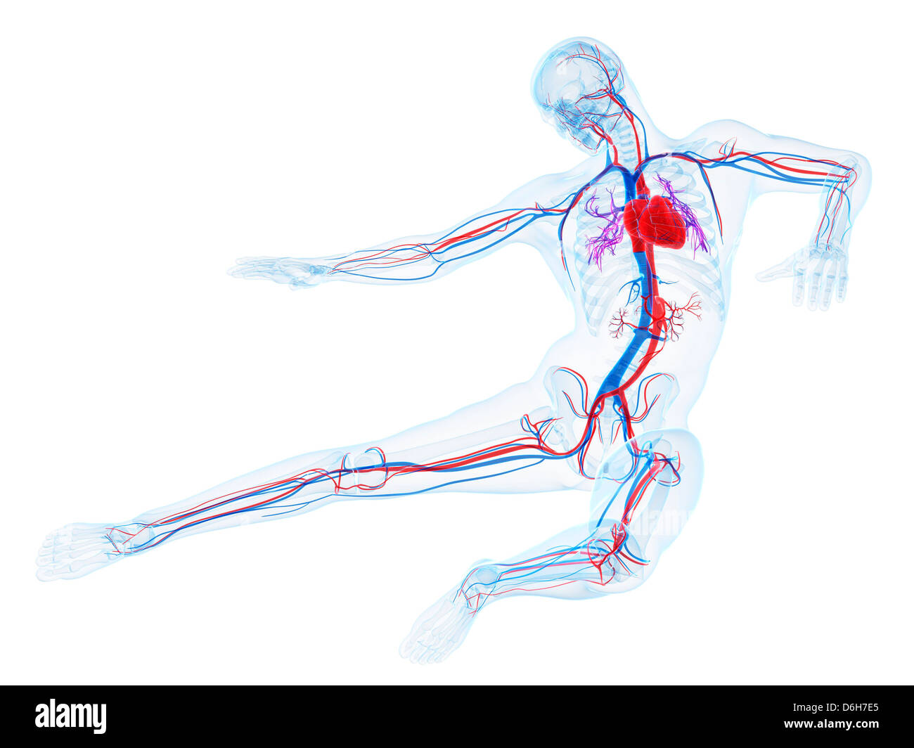 Male cardiovascular system, artwork Stock Photo - Alamy