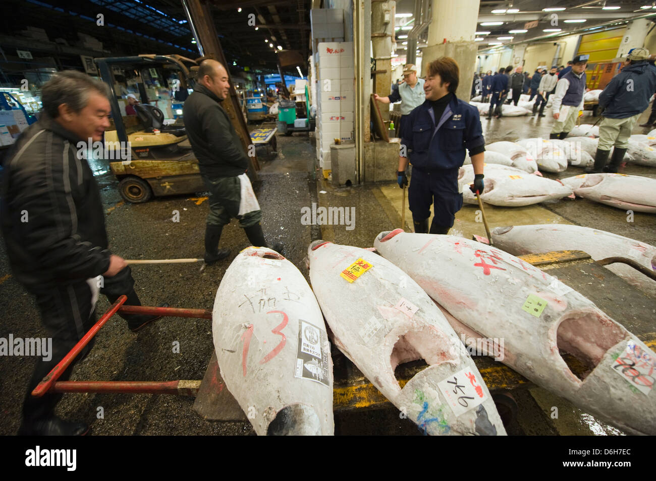 frozen tuna fish at Tsukiji Fish Market, Tokyo, Japan, Asia Stock Photo ...