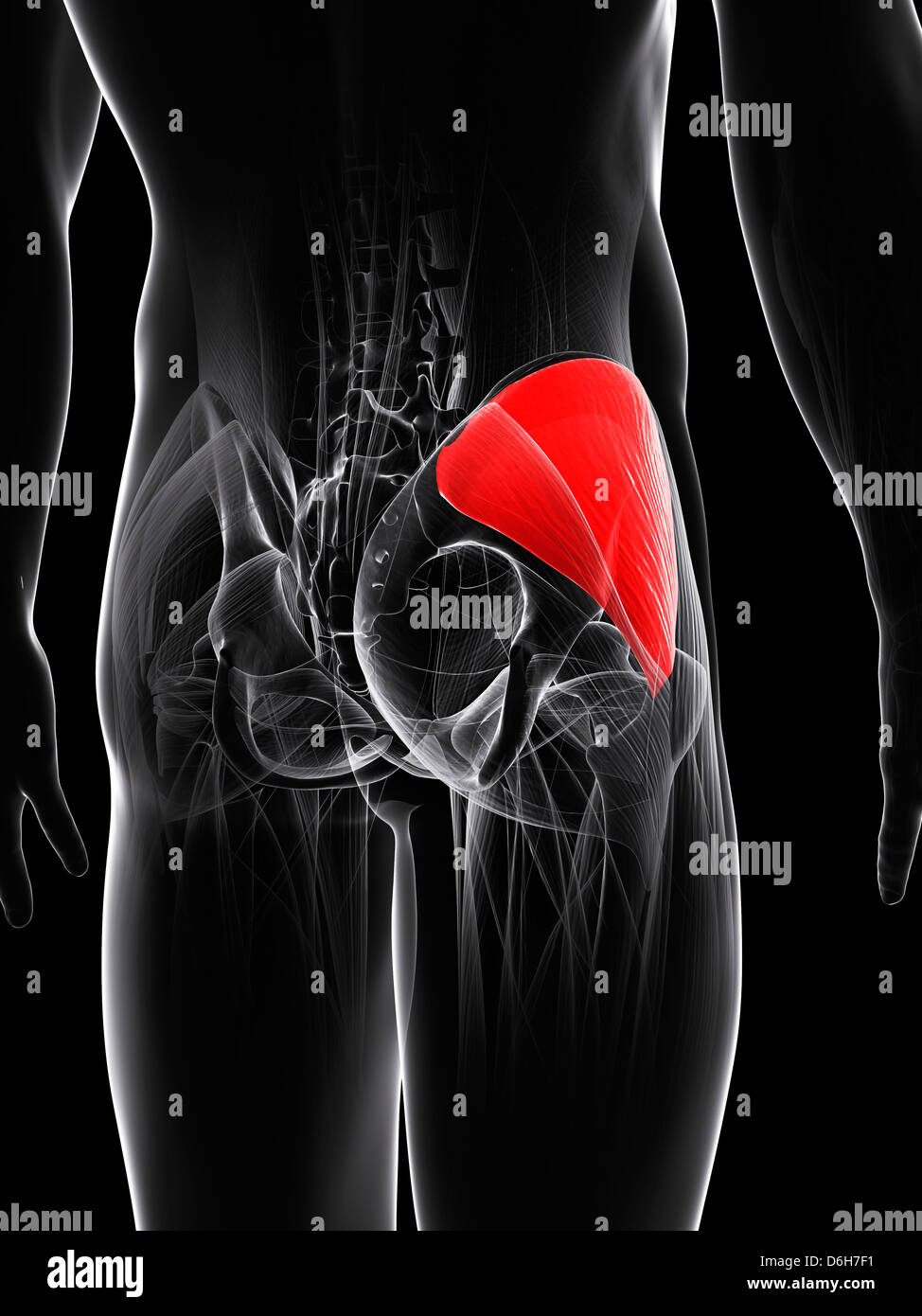 Buttock muscle, artwork Stock Photo - Alamy