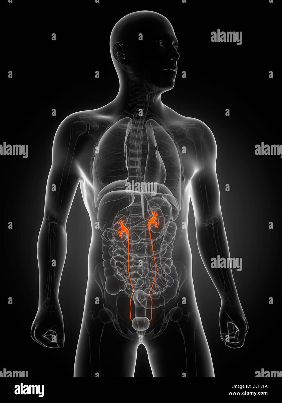 Ureters Stock Photos & Ureters Stock Images - Alamy
