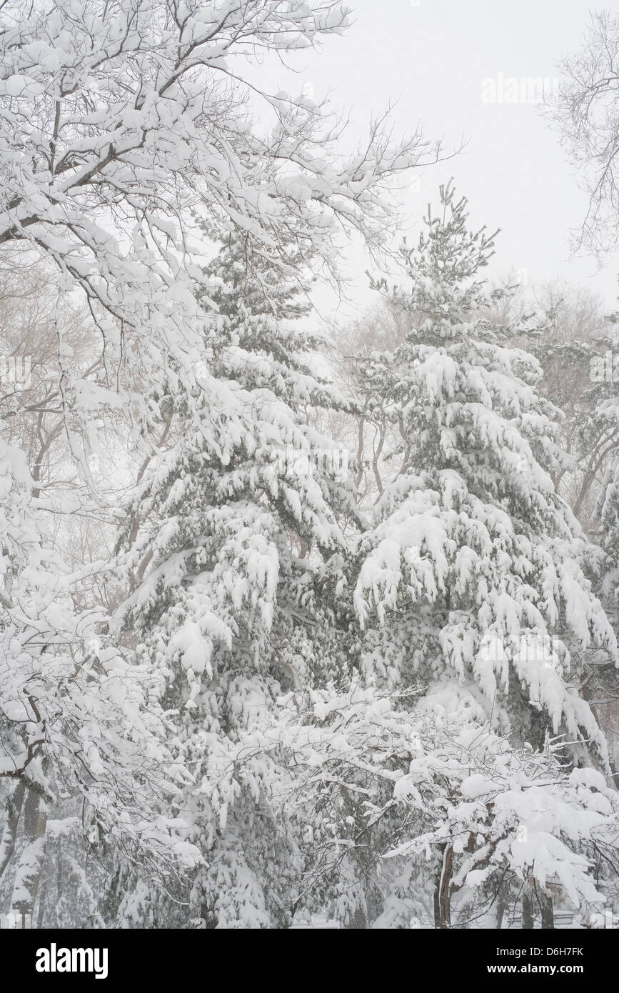 Snow covered trees in park Stock Photo - Alamy