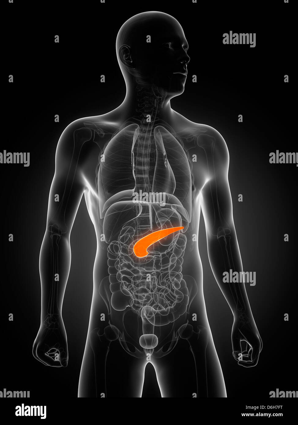 Healthy pancreas hi-res stock photography and images - Alamy