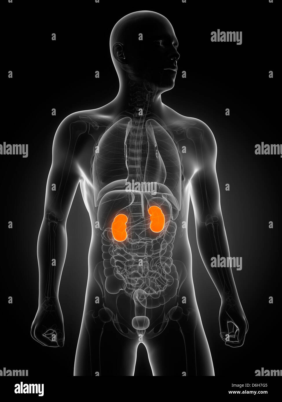 Healthy kidneys hi-res stock photography and images - Alamy