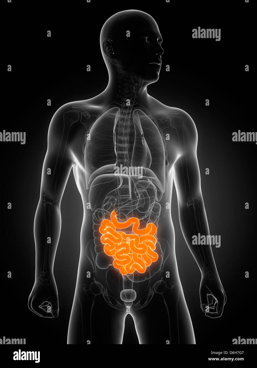 Healthy small intestine, artwork Stock Photo - Alamy