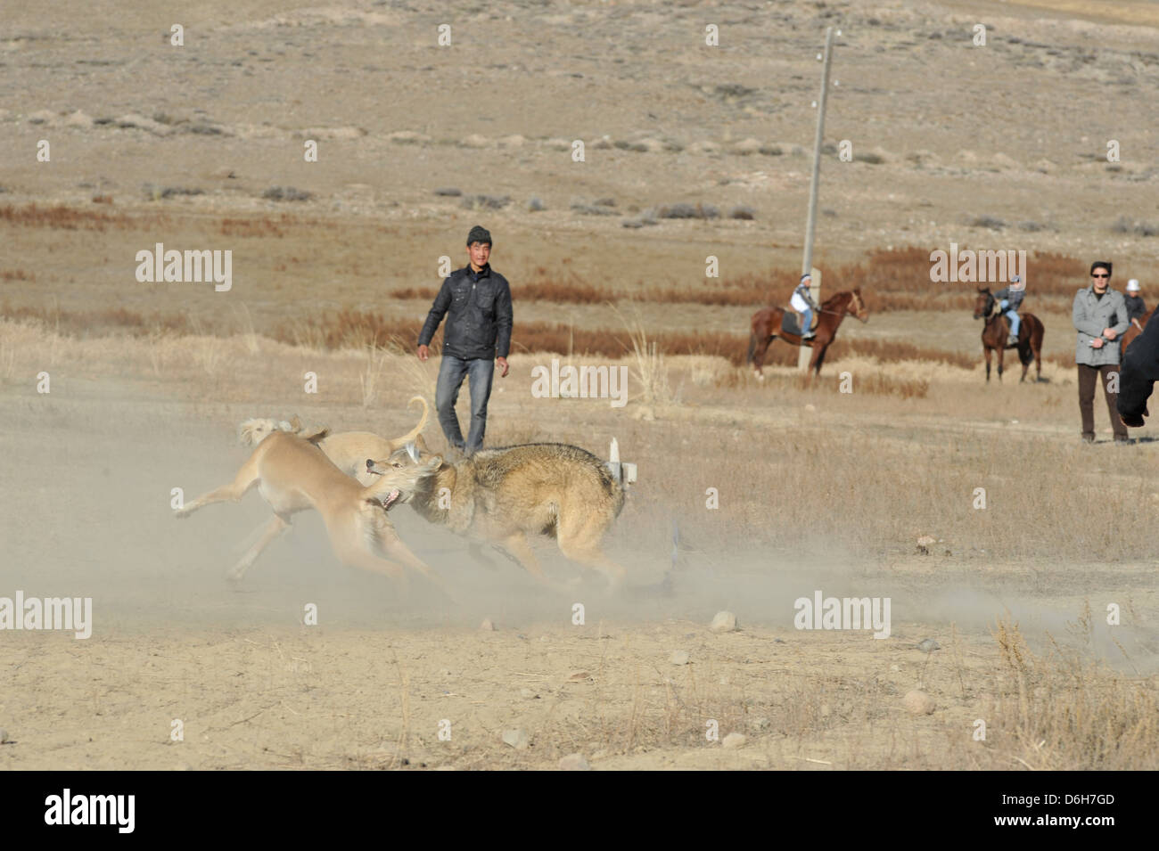 Wolves hunting hi-res stock photography and images - Alamy