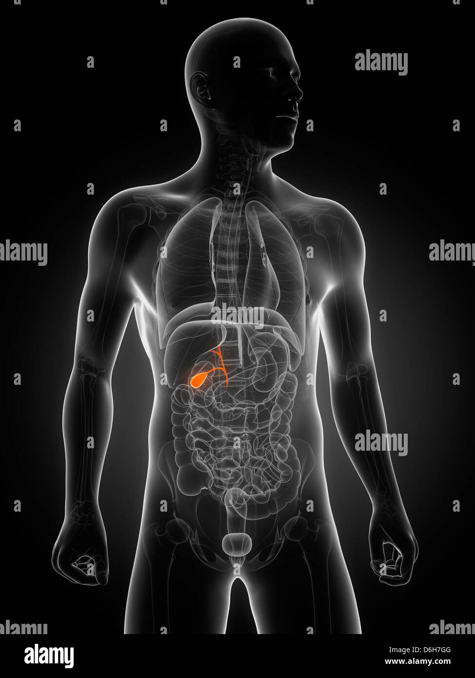 Healthy Gallbladder