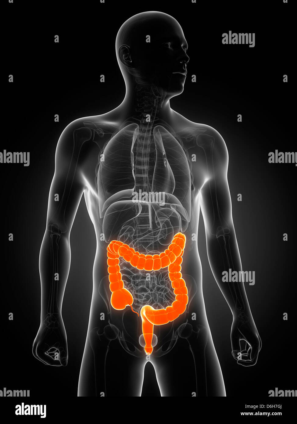 Healthy large intestine, artwork Stock Photo - Alamy