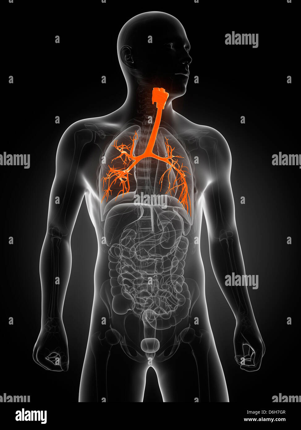 Bronchi hi-res stock photography and images - Alamy