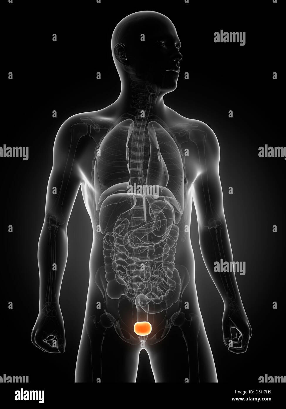 Urinary Bladder Stock Photos & Urinary Bladder Stock Images - Alamy