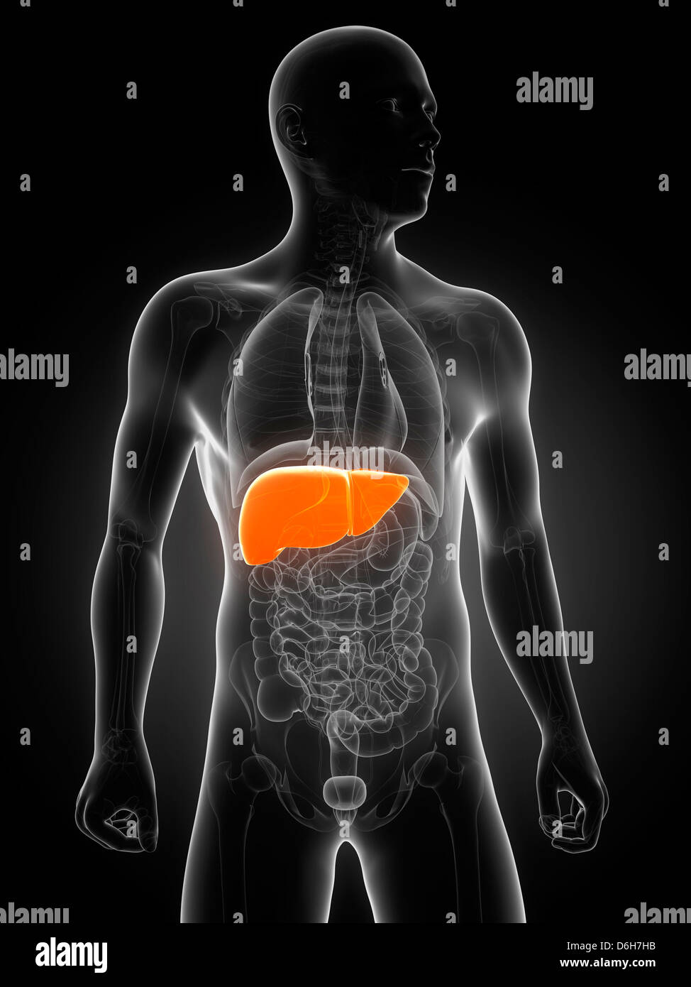 Healthy liver, artwork Stock Photo - Alamy