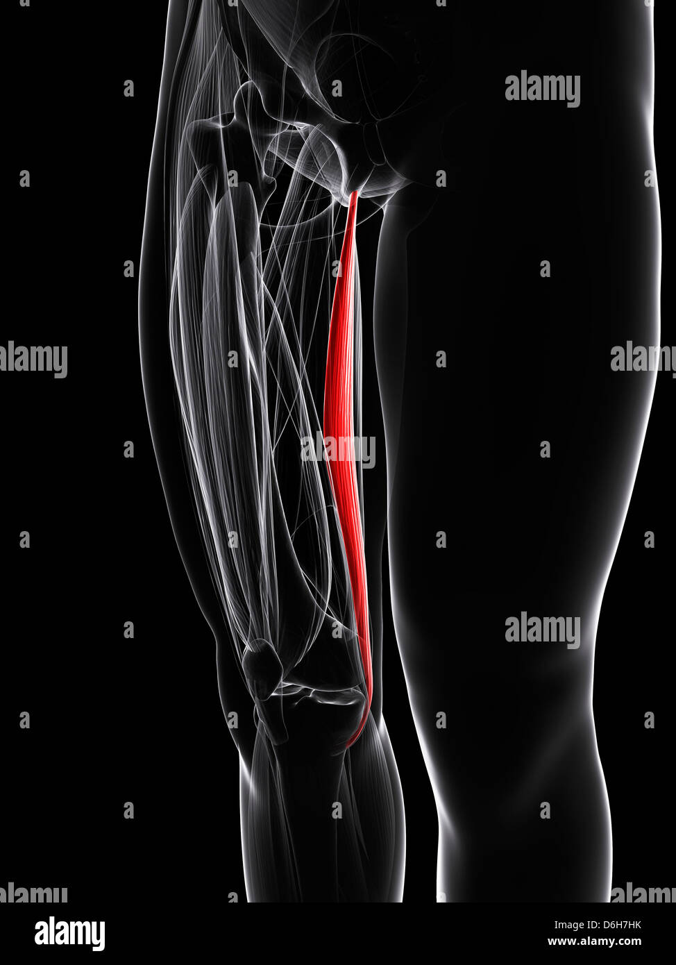 Thigh muscle, artwork Stock Photo - Alamy