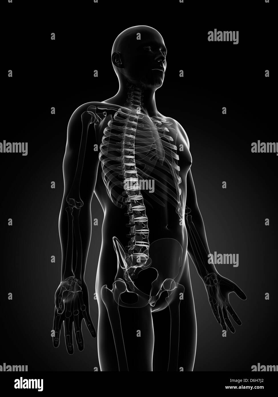 Male skeleton, artwork Stock Photo - Alamy