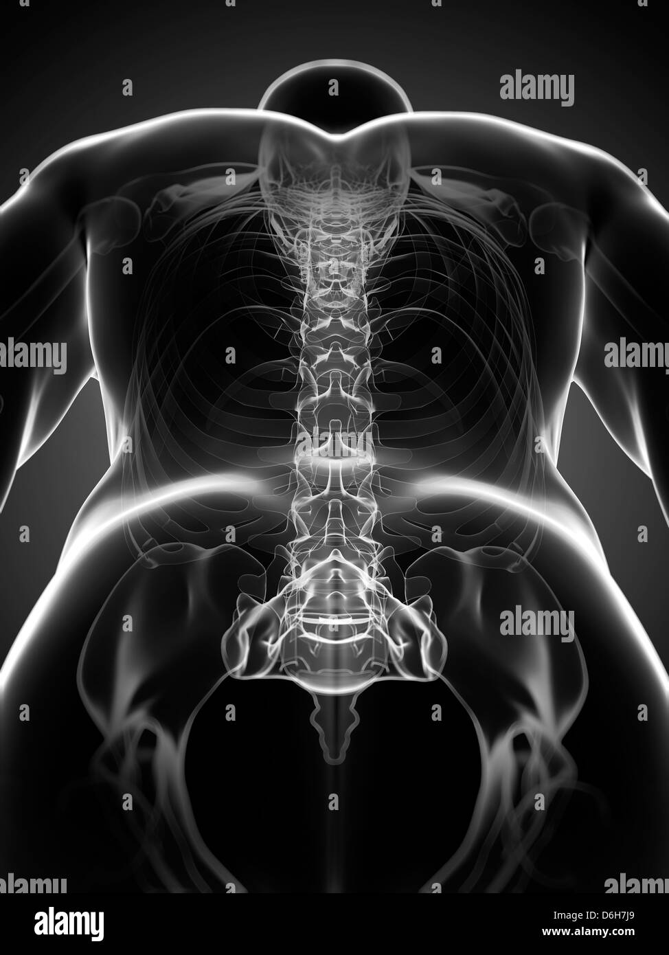 Healthy spine hi-res stock photography and images - Alamy