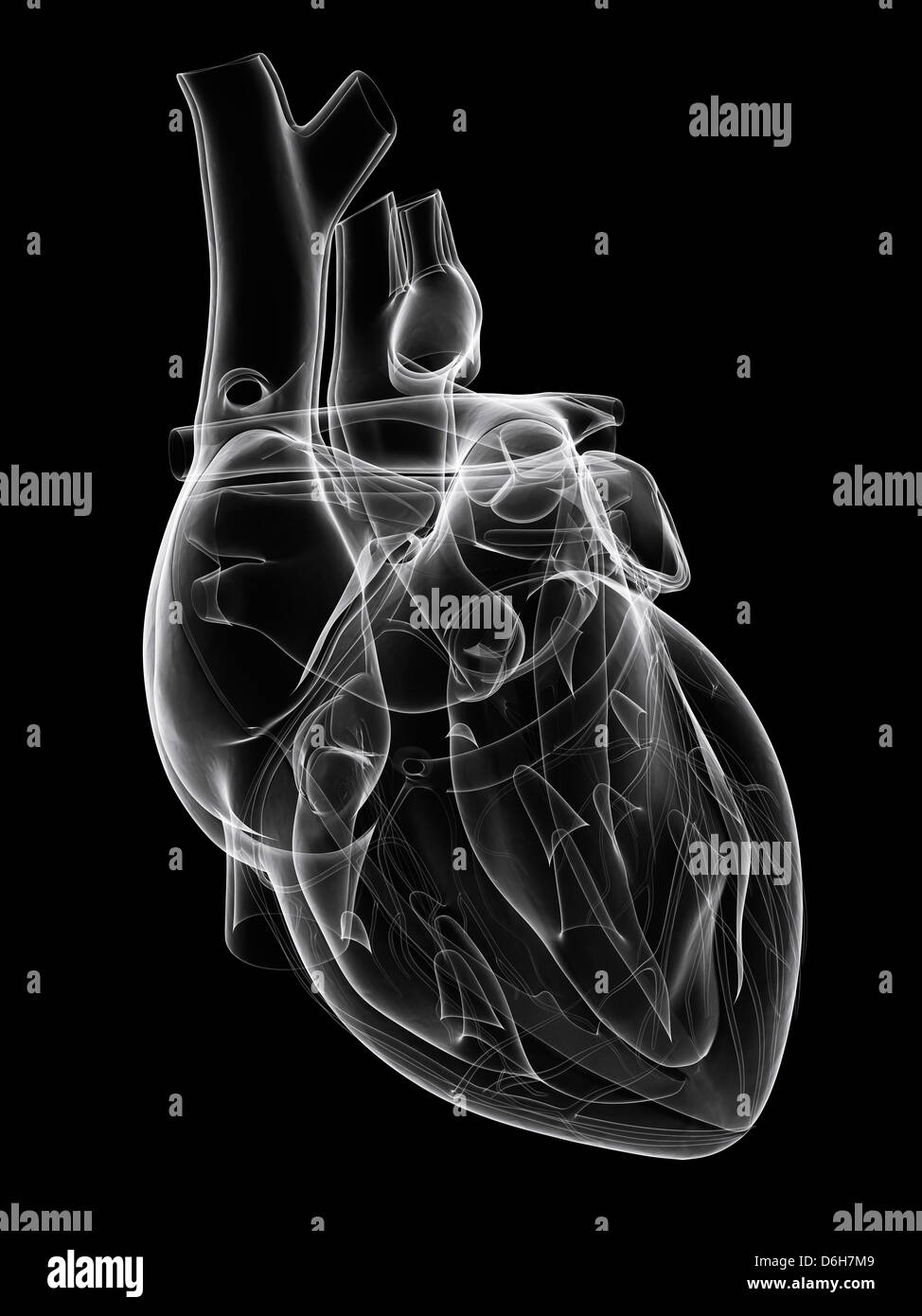 Vessel heart Black and White Stock Photos & Images - Alamy