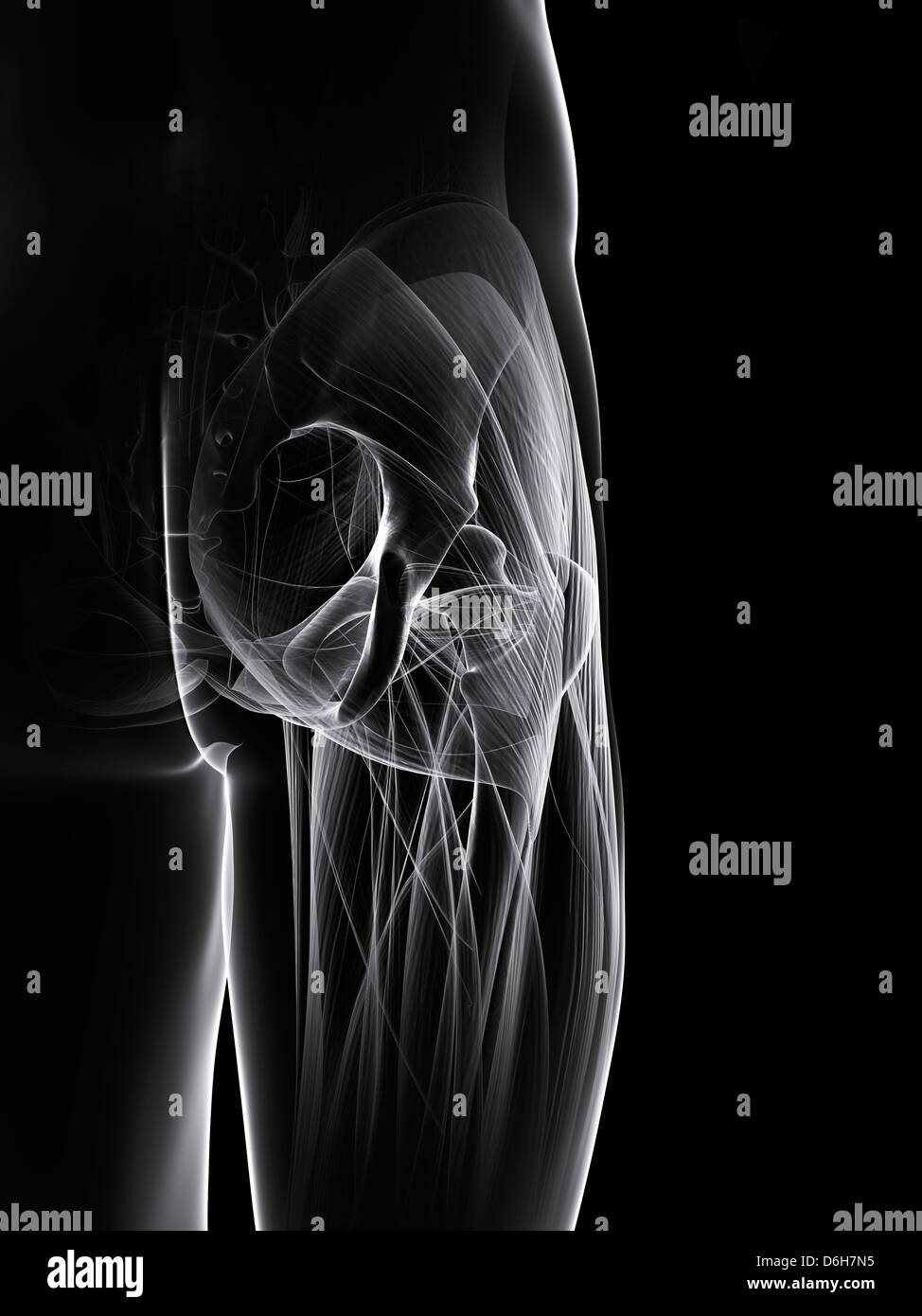 Buttock High Resolution Stock Photography and Images - Alamy