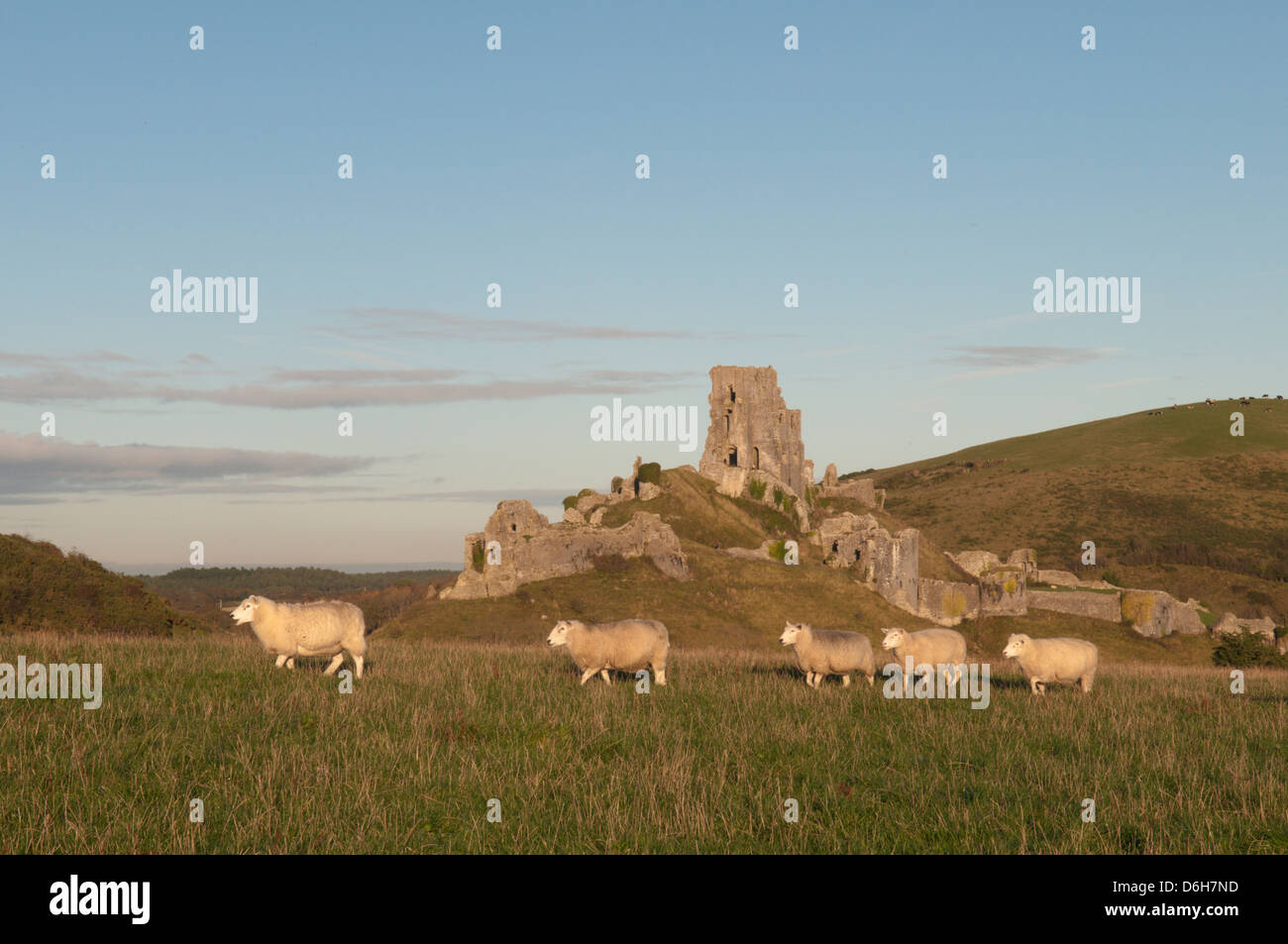 Corfe Castle, Dorset, UK. November. View from the west. Sheep in field ...