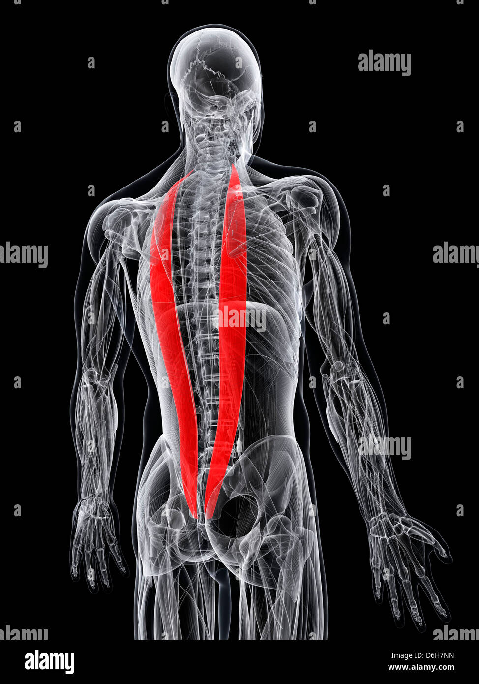 Back muscles, artwork Stock Photo - Alamy