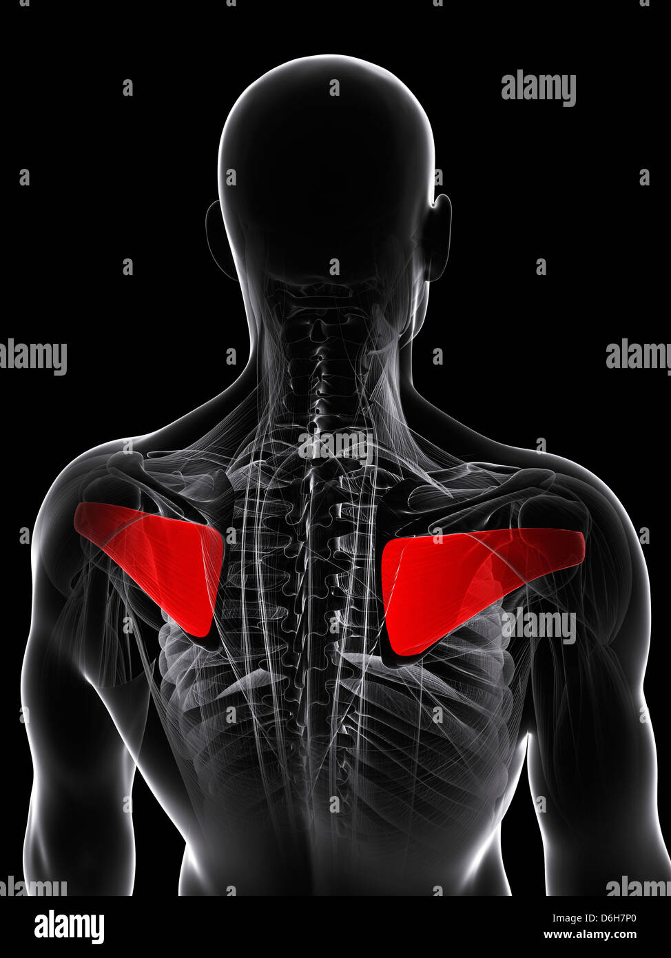 Back muscles, artwork Stock Photo - Alamy Back muscles, artwork Stock Photo - Alamy