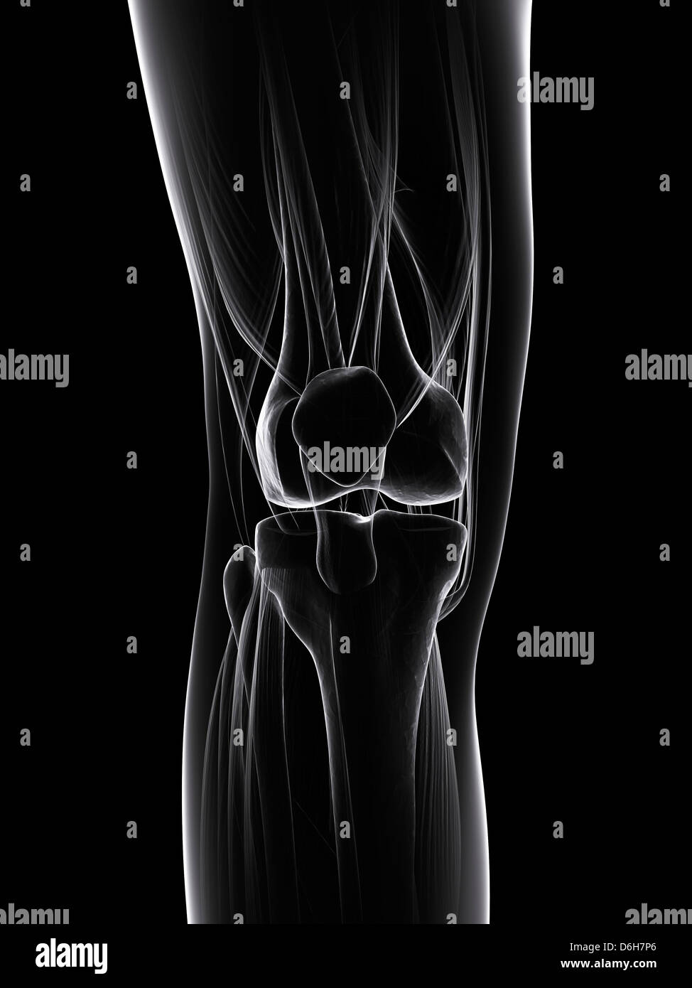 Healthy knee, artwork Stock Photo - Alamy