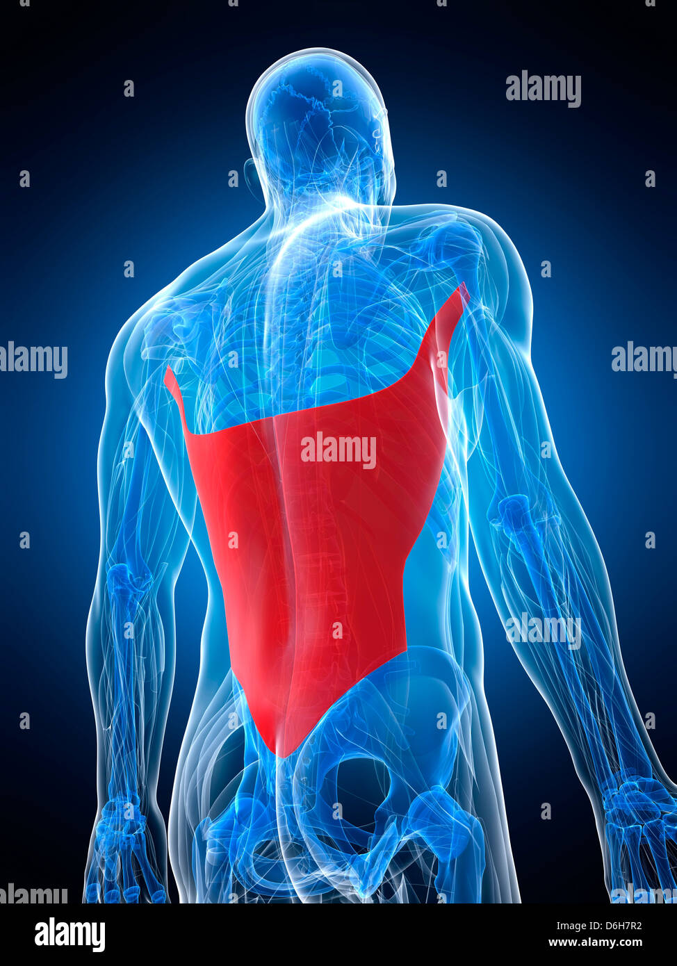Back muscle, artwork Stock Photo - Alamy