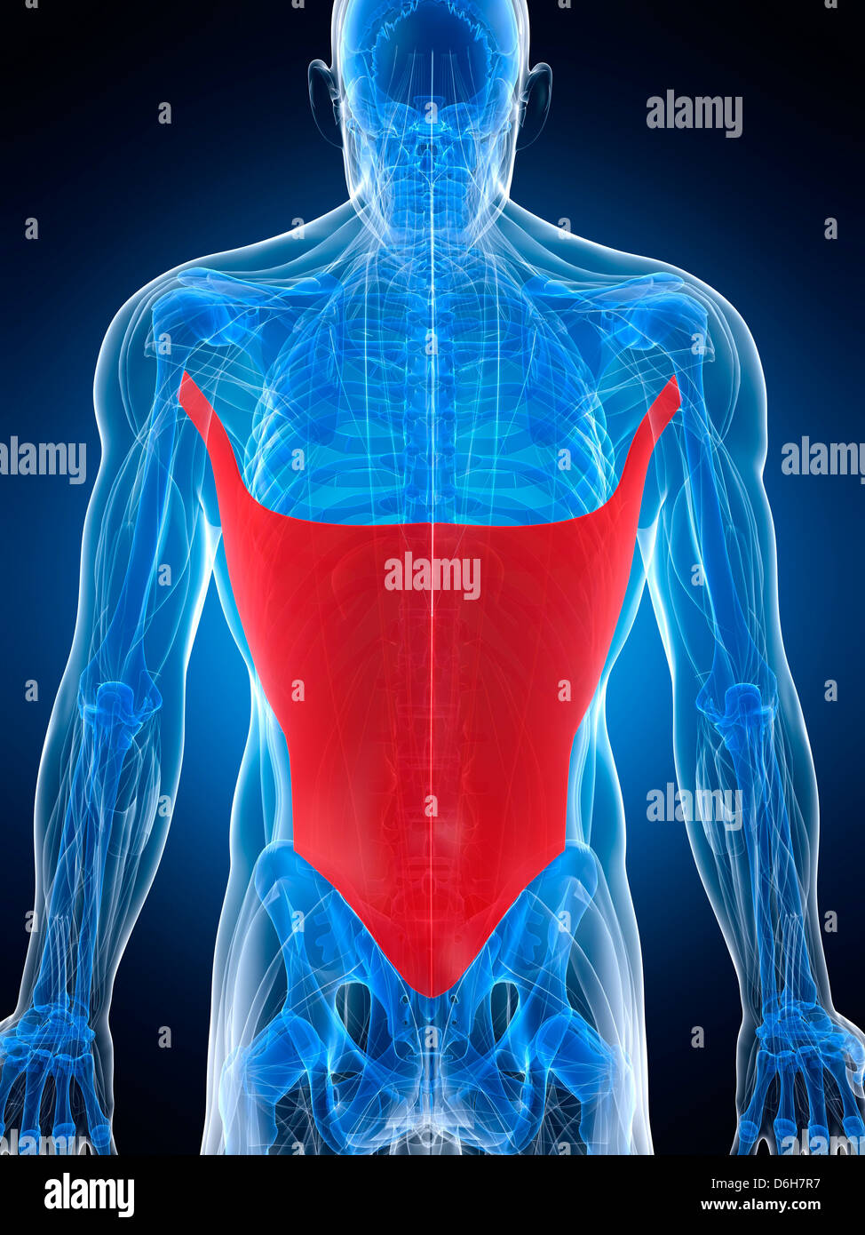 Back muscle, artwork Stock Photo - Alamy