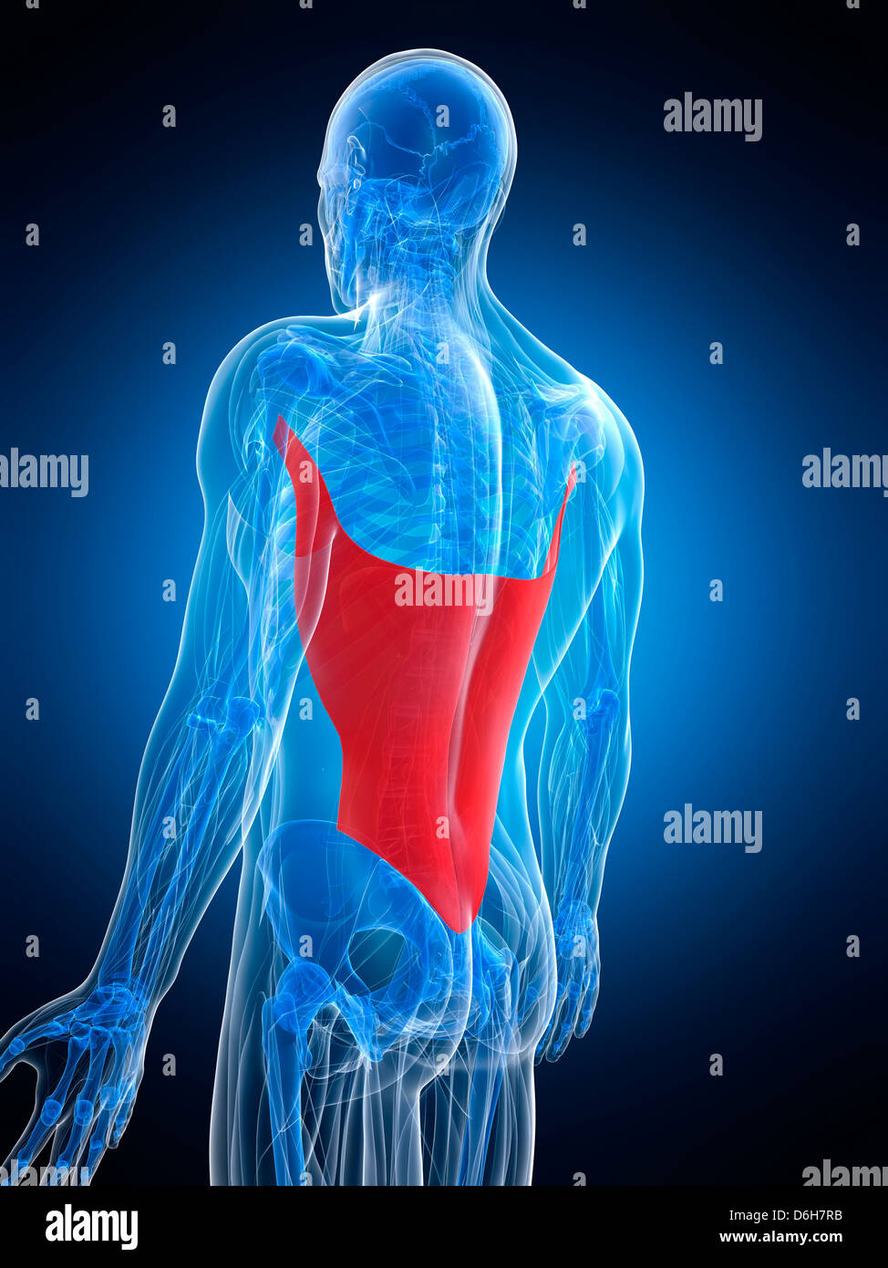 Back muscle, artwork Stock Photo - Alamy