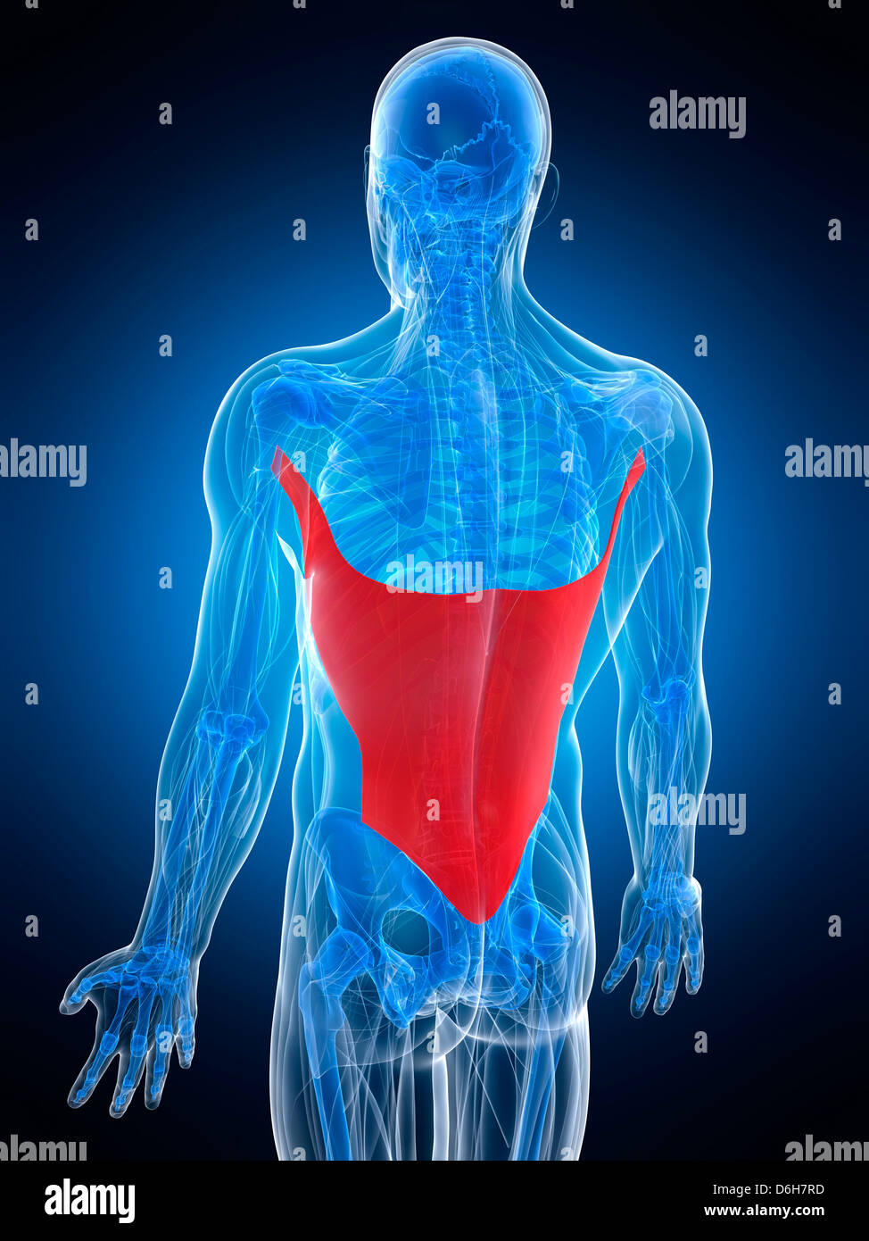 Back muscle, artwork Stock Photo - Alamy