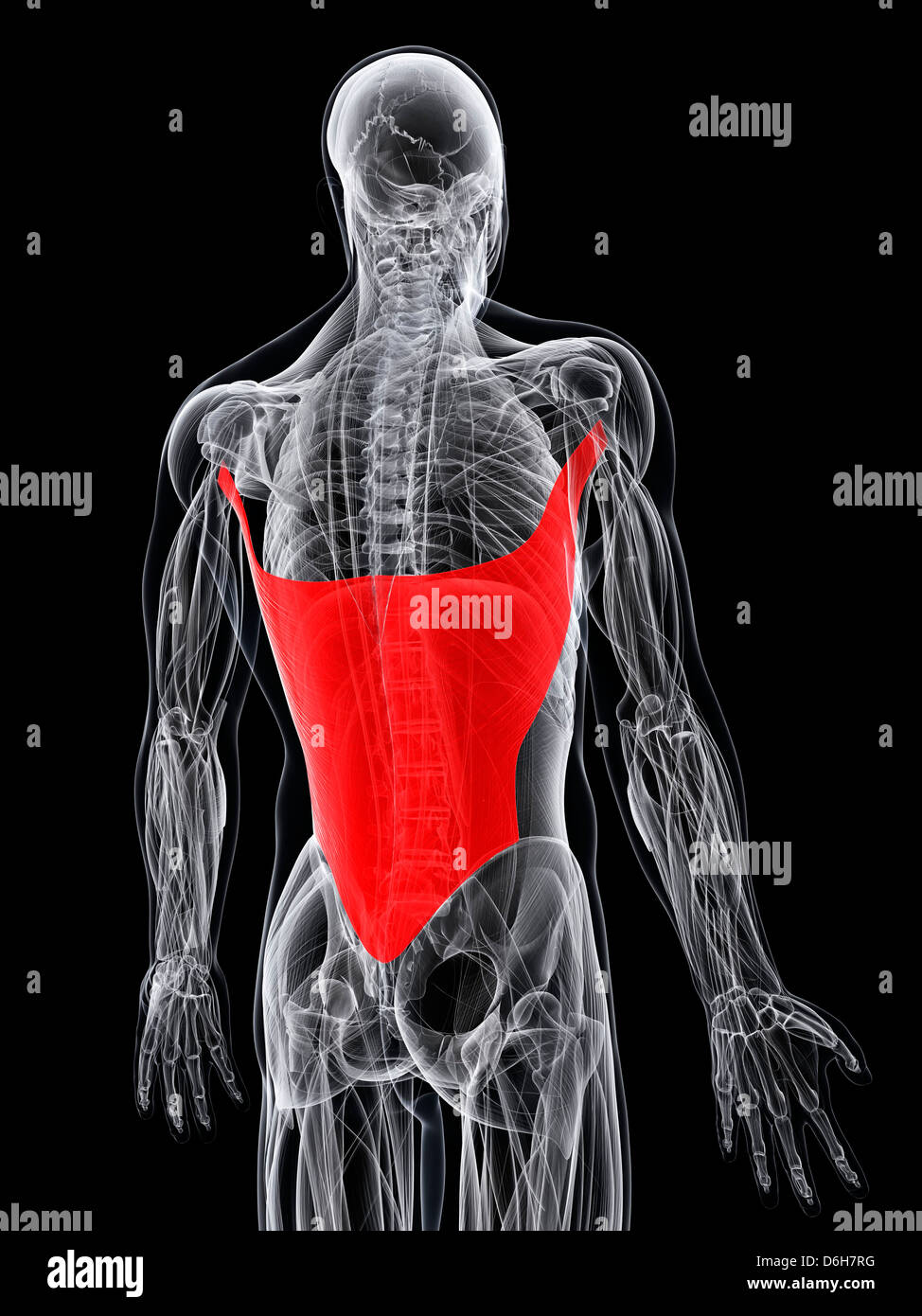 Back muscle, artwork Stock Photo - Alamy