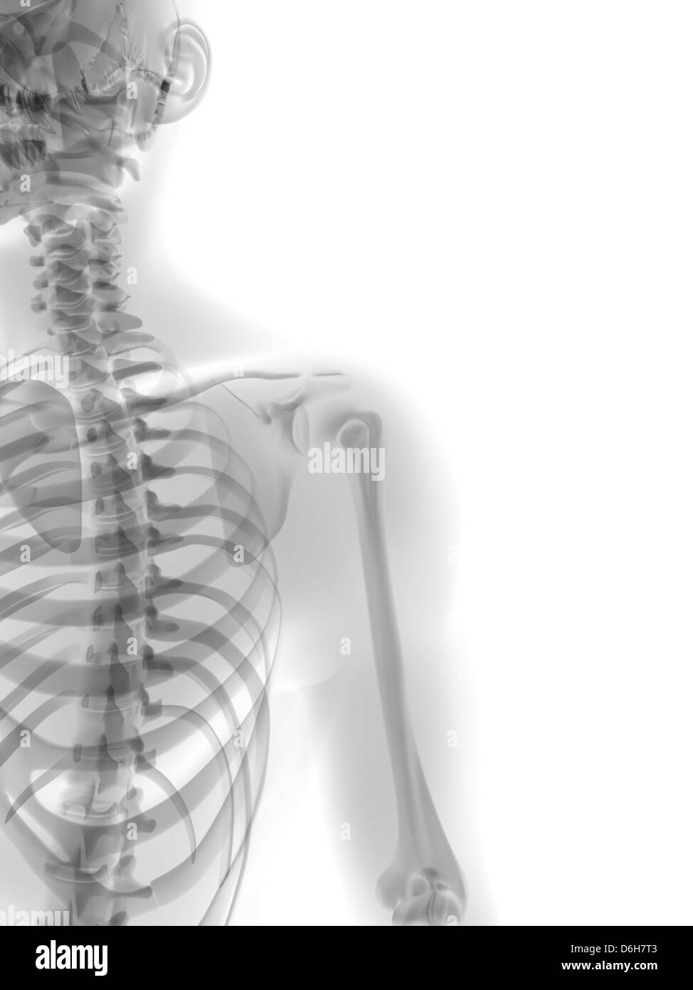 Human skull three quarter view Black and White Stock Photos & Images ...