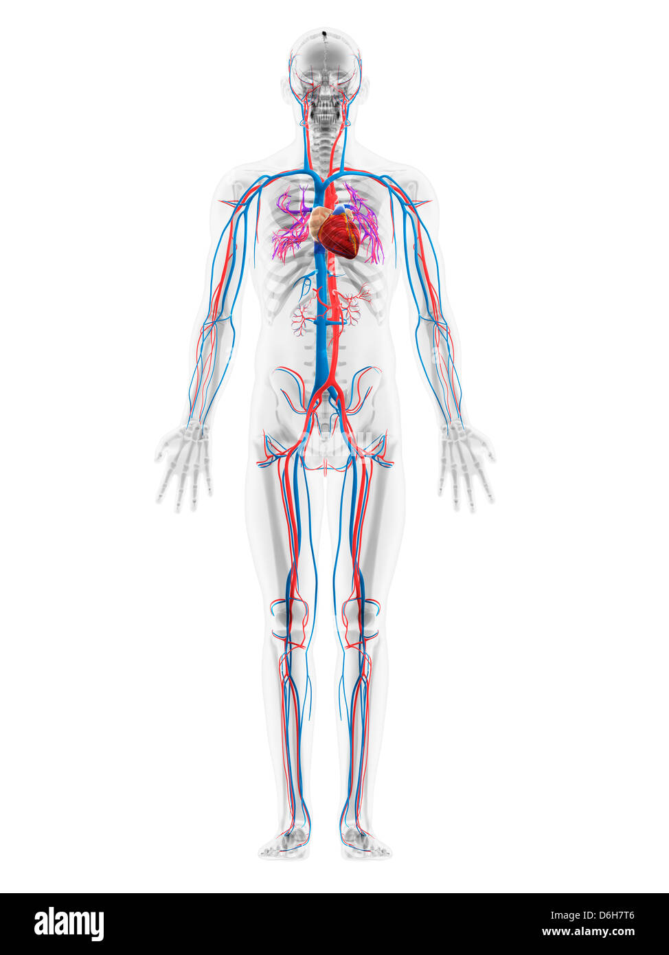 Cardiovascular system, artwork Stock Photo - Alamy