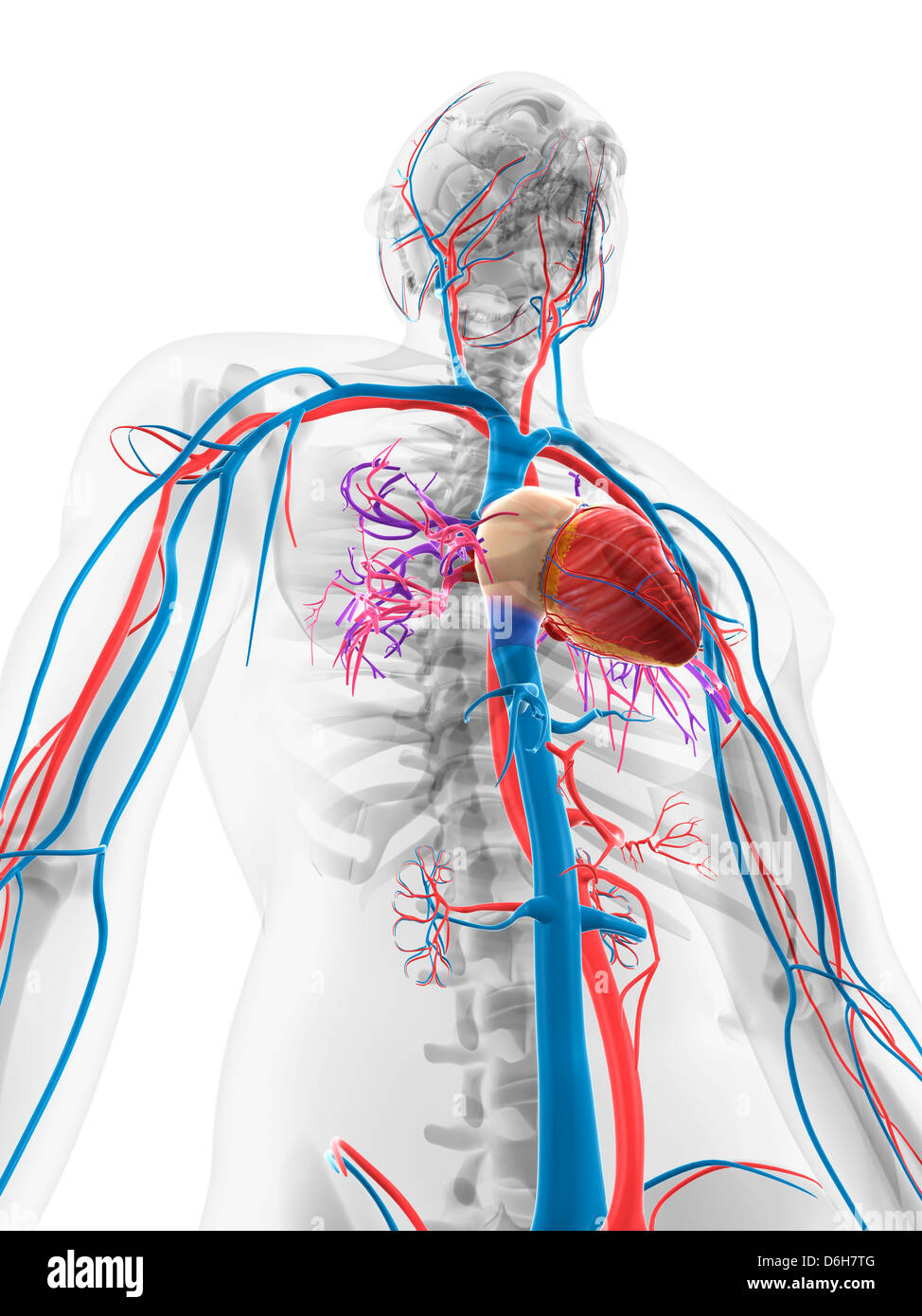 Cardiovascular system, artwork Stock Photo - Alamy