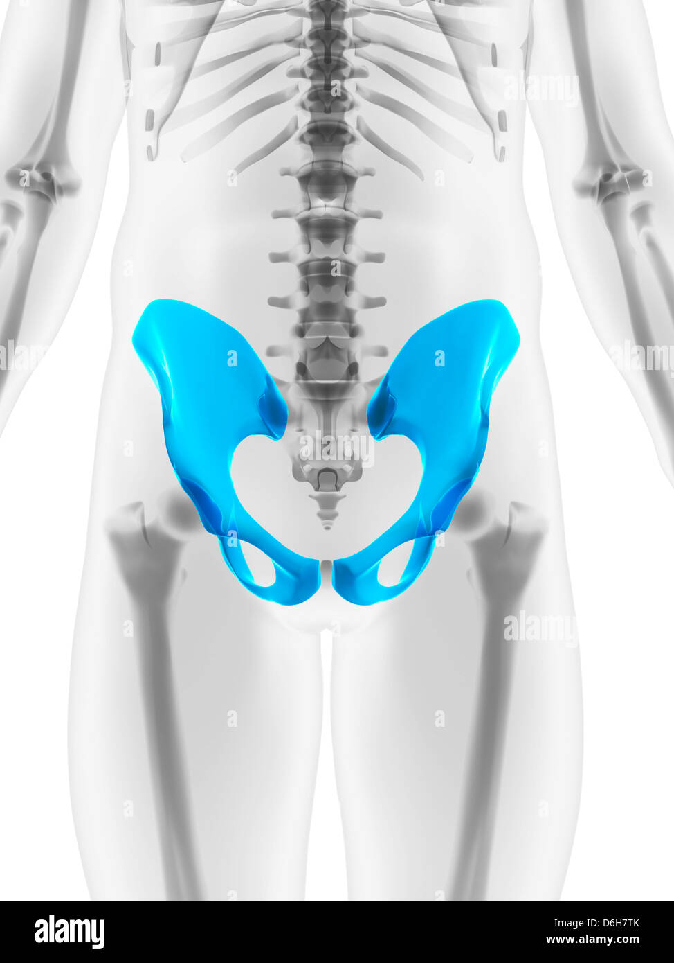 Human Hip Bones High Resolution Stock Photography and Images - Alamy