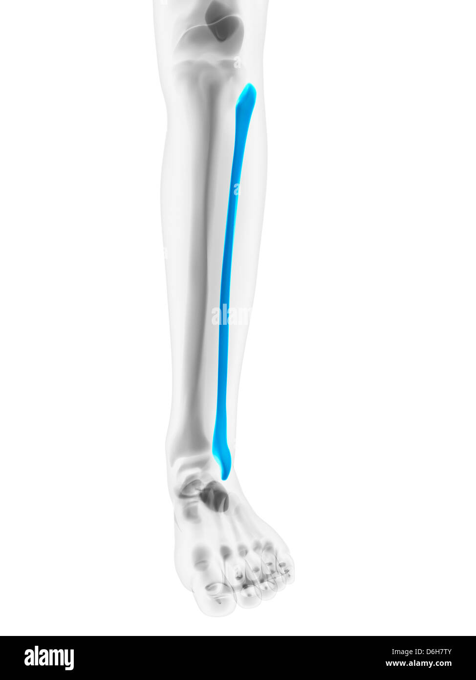 Calf bone hi-res stock photography and images - Alamy