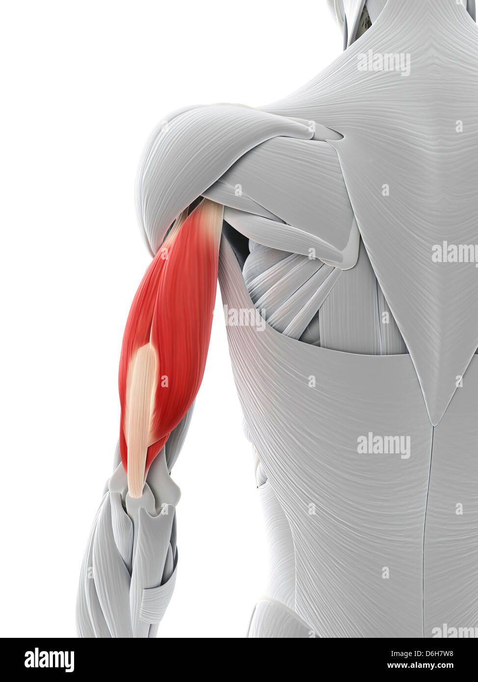 Arm muscle, artwork Stock Photo - Alamy
