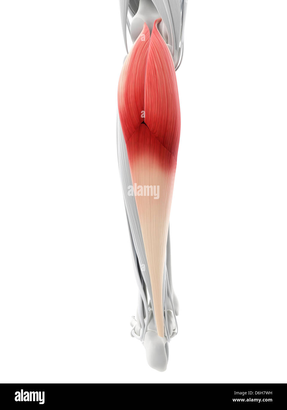 Calf muscles, artwork Stock Photo - Alamy