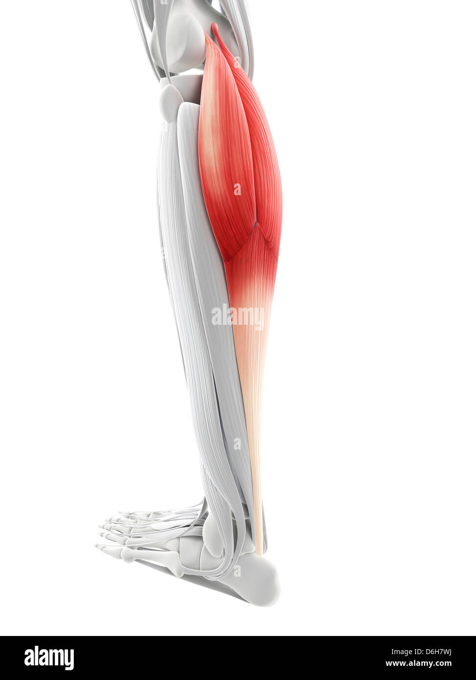 Calf muscles hi-res stock photography and images - Alamy