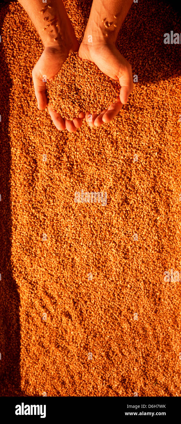 Grain and hands Stock Photo - Alamy