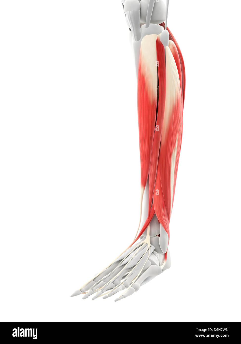 Calf muscles, artwork Stock Photo - Alamy