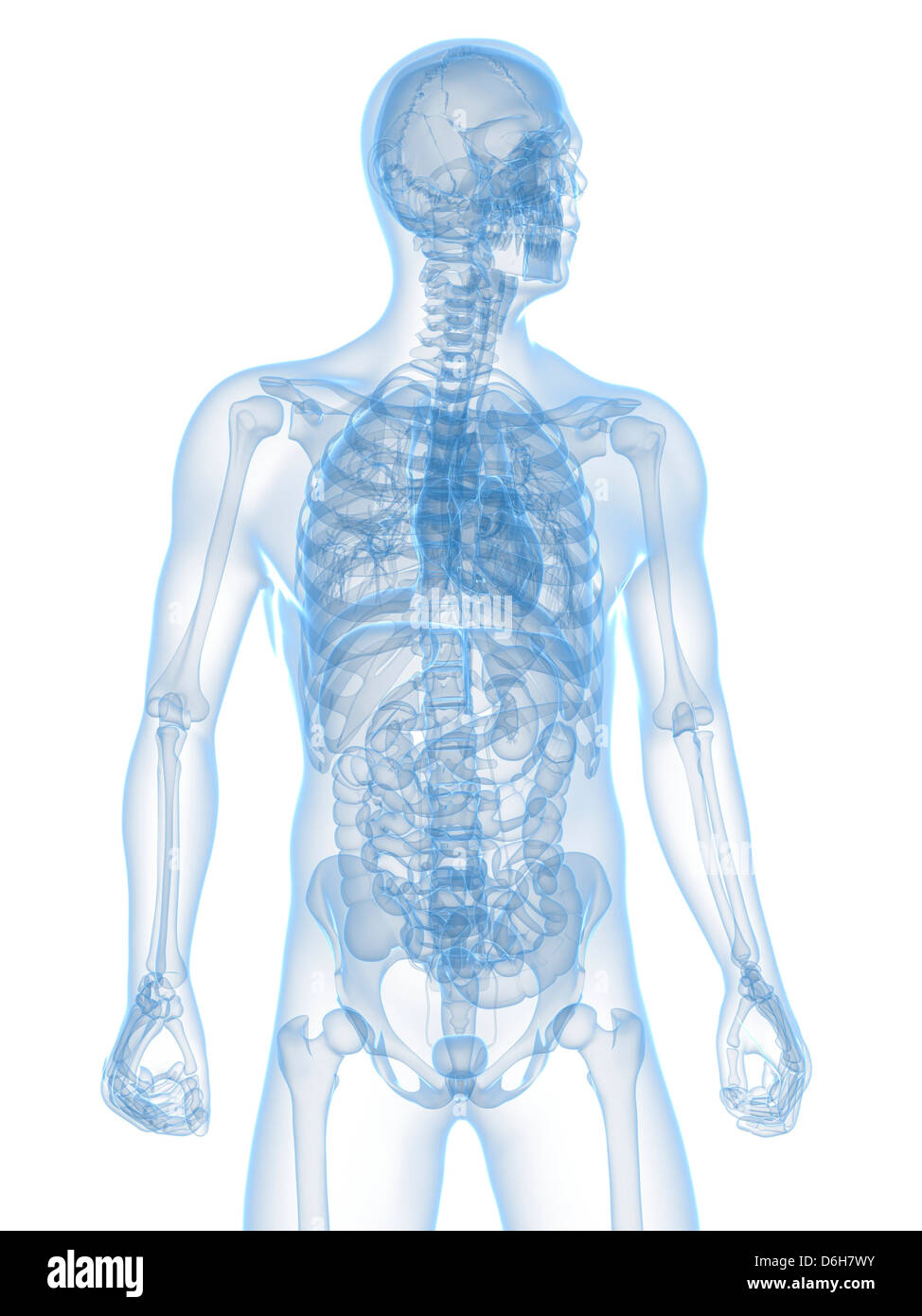 Male front organ anatomy Cut Out Stock Images & Pictures - Alamy