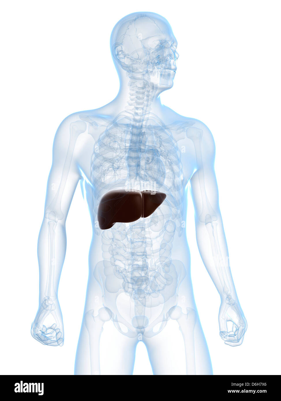 Healthy liver, artwork Stock Photo - Alamy