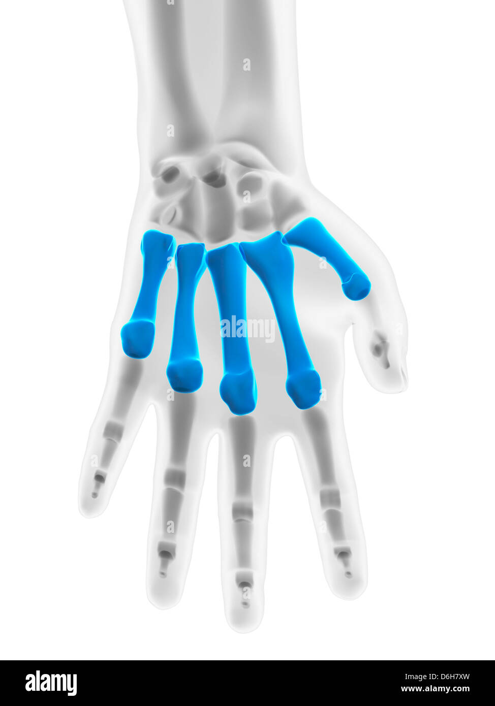 Hand bones, artwork Stock Photo - Alamy