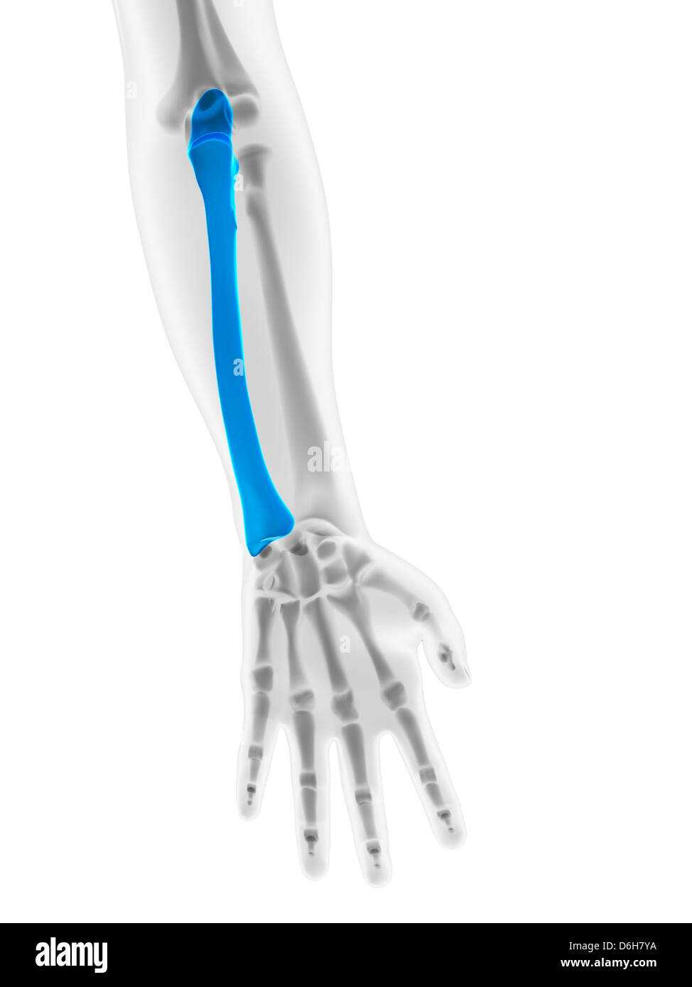 Lower arm bone hi-res stock photography and images - Alamy